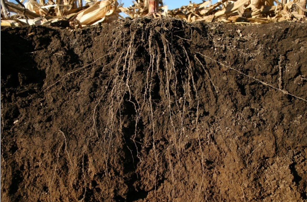 Good Roots | 360 Yield Center